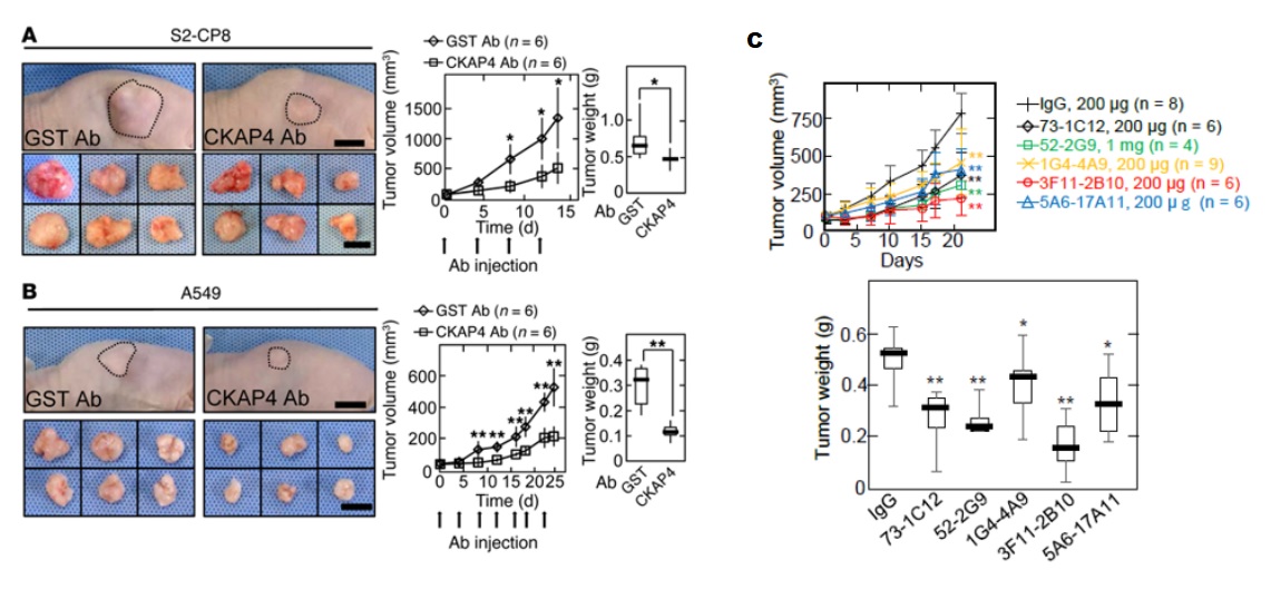 CKAP4-targeted Cancer Therapy | Co-creation Bureau, Osaka University